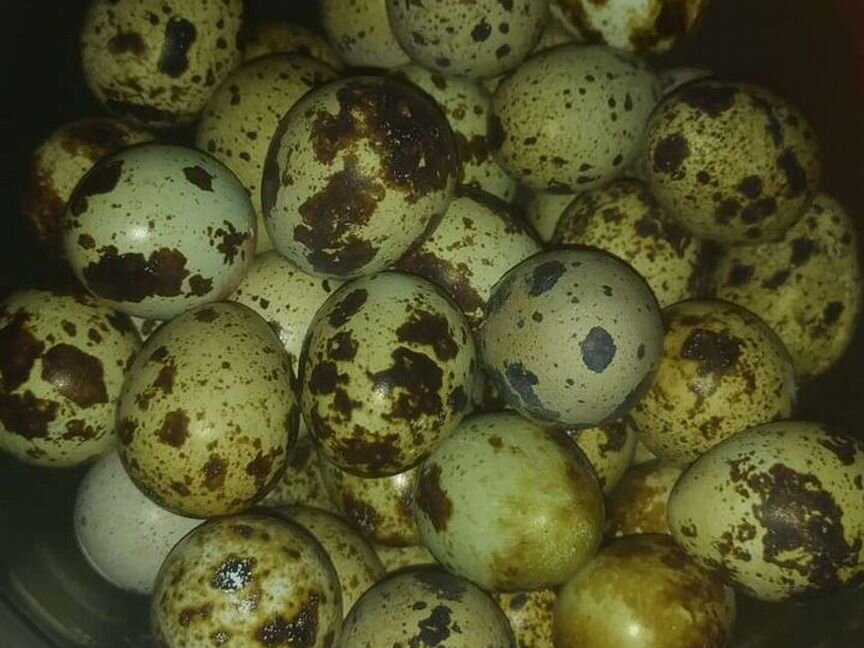 Яйца перепелиные
