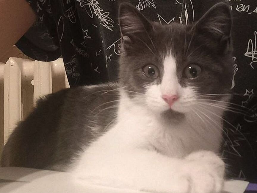 Котёнок в добрые руки