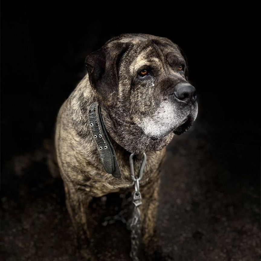 Английский мастиф