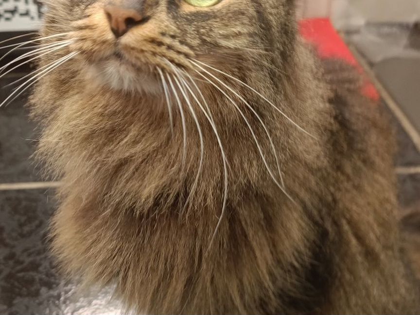 Пристраивается котик из котокафе в Океане