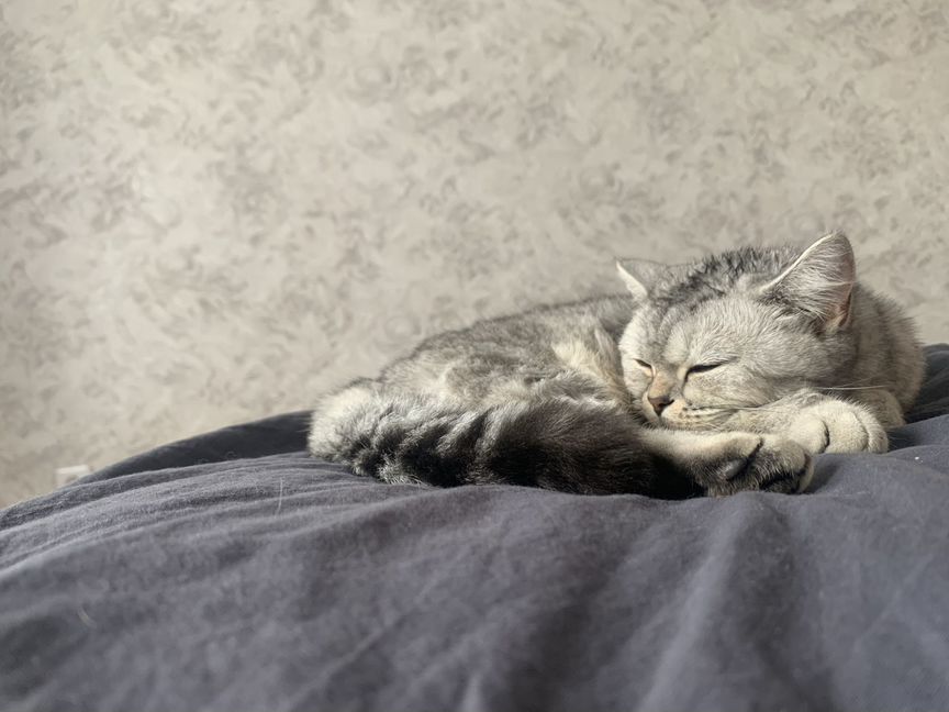 Шотландская кошечка