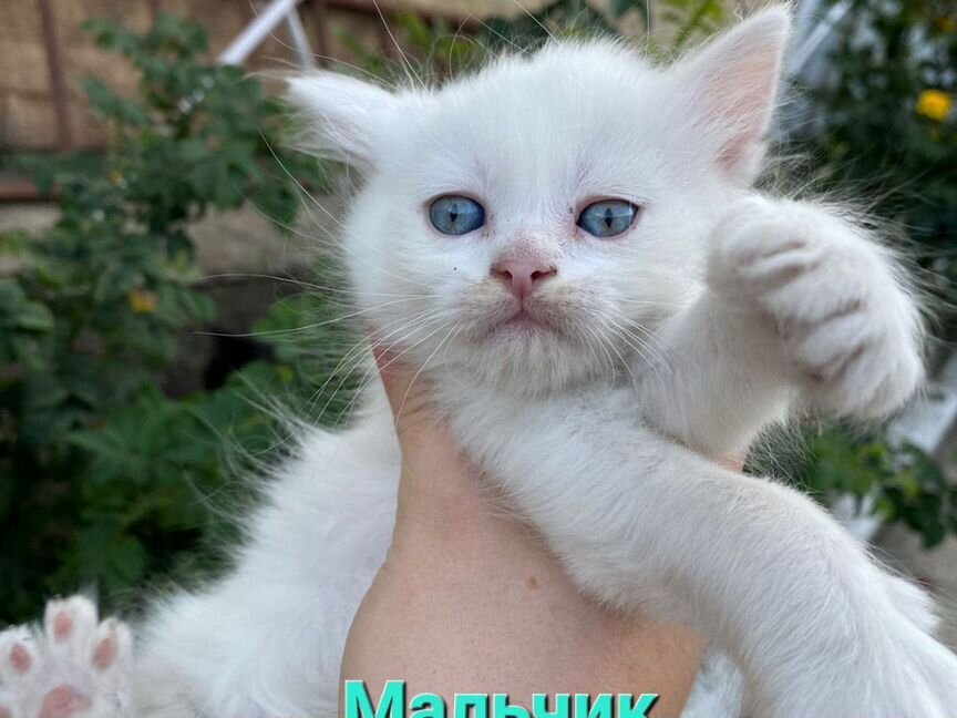 Котята полубританцы