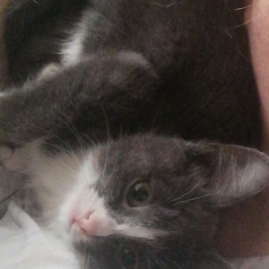 Котята в добрые руки бесплатно девочка