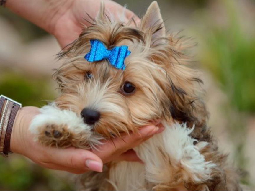 Ред бери щенок цветного йорка