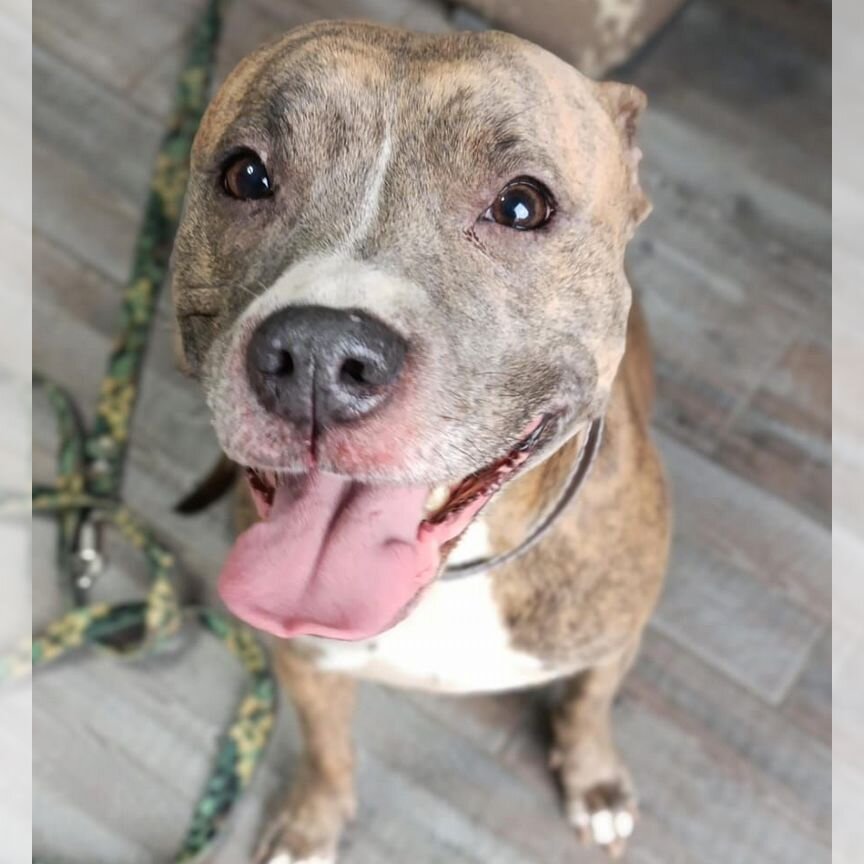 Стаффордширский терьер ищет дом