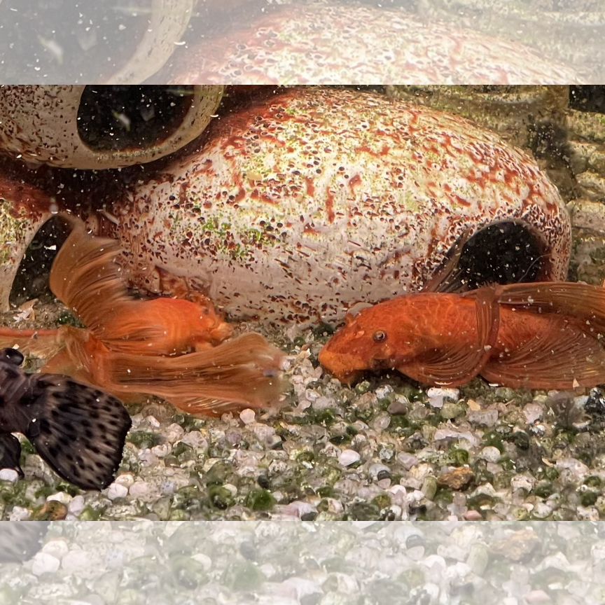 Сомики Анциструс супер ред вуалевый (стрекоза)