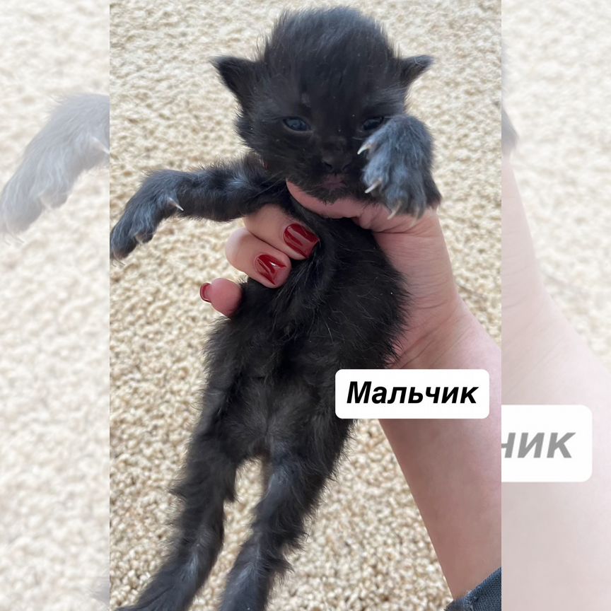 Котёнок в добрые руки