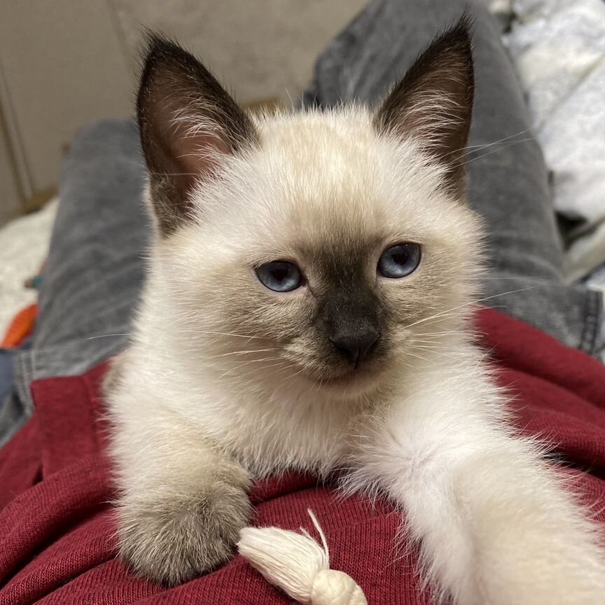 Тайский котенок девочка