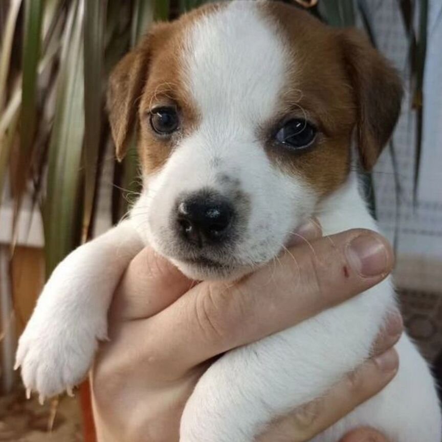 Джек-рассел-терьер, щенок