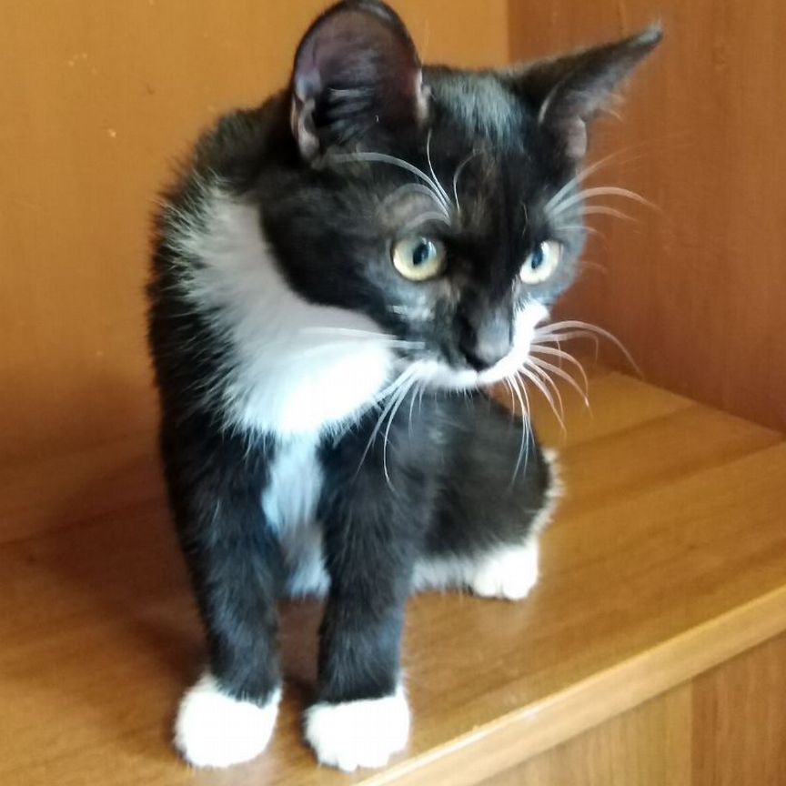 Котёнок 7мес девочка
