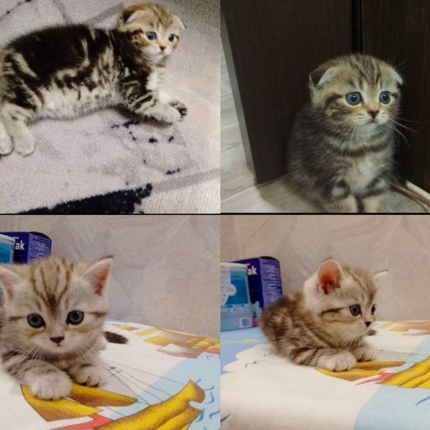 Шотландский вислоухий короткошёрстный котёнок