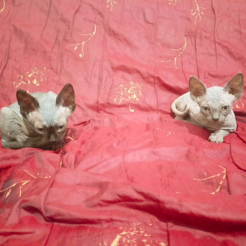 Канадский сфинкс