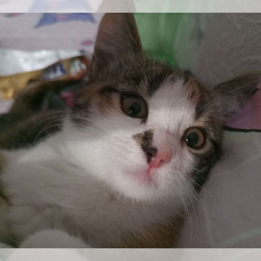 Котёнок в добрые руки