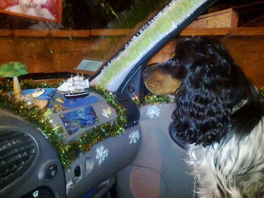 Щенки Английского Кокер Спаниеля