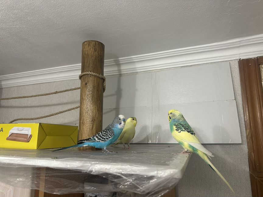 Волнистые попугаи и одна по всей видимости чех