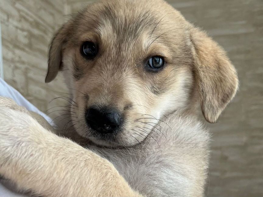 Метис лабрадора удивительного окраса в добрые руки