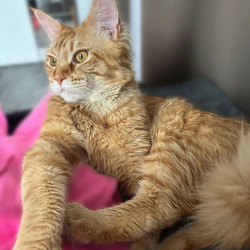 Мейн-кун котёнок