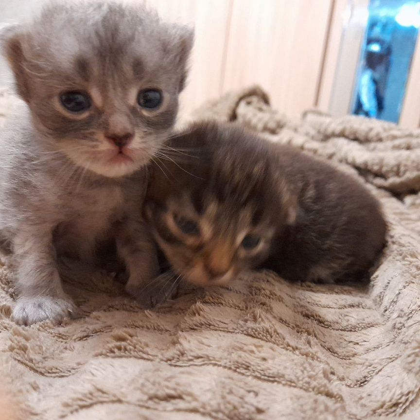 Мейн-кун в добрые руки бесплатно