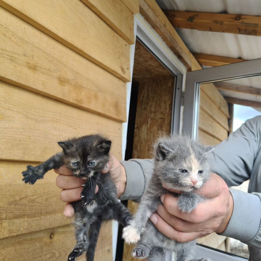 Русский голубой котёнок
