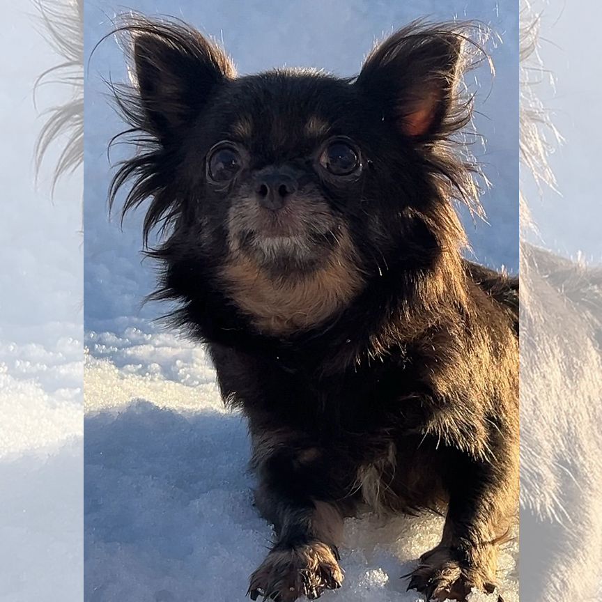 Чихуахуа, взрослая собака