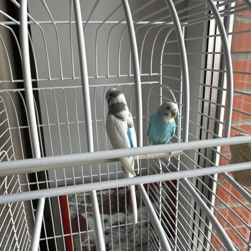 Волнистый попугай с клеткой