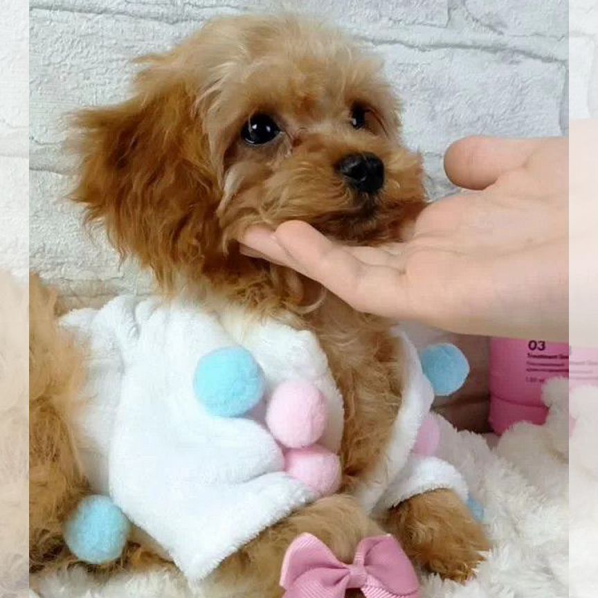 Мальтипу, щенок