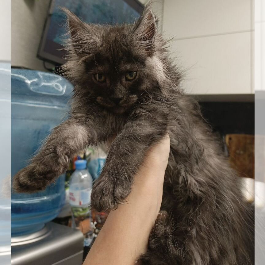 Мейн-кун котёнок