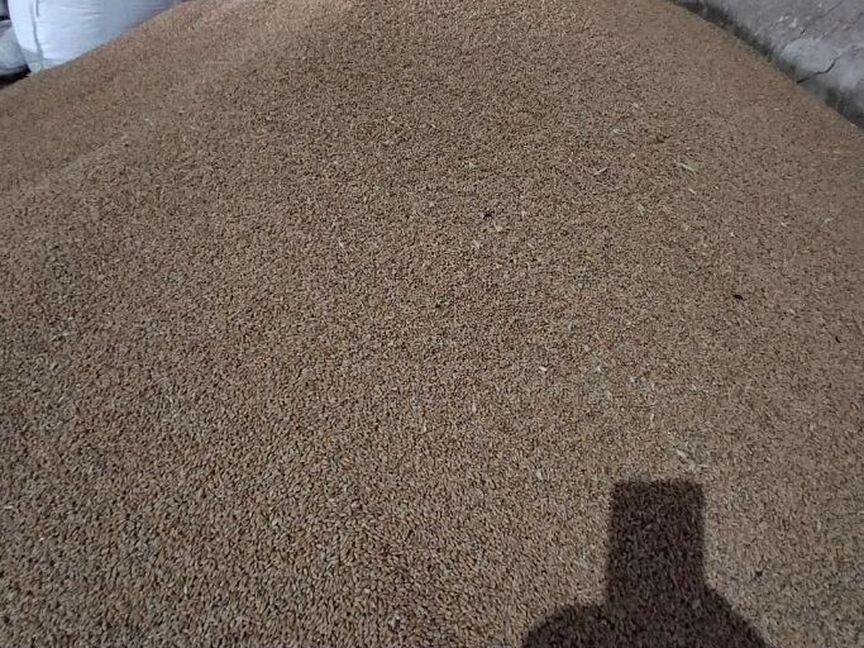 Фуражный ячмень, Горох на корм/посев