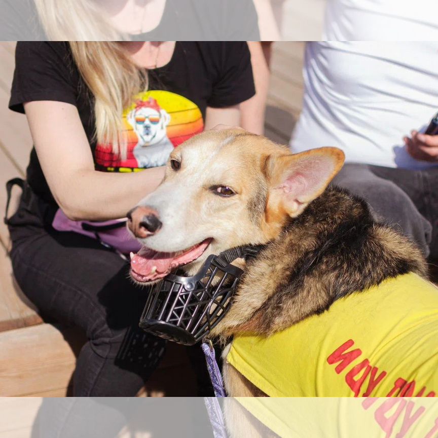 Замечательный пес хочет домой. в дар