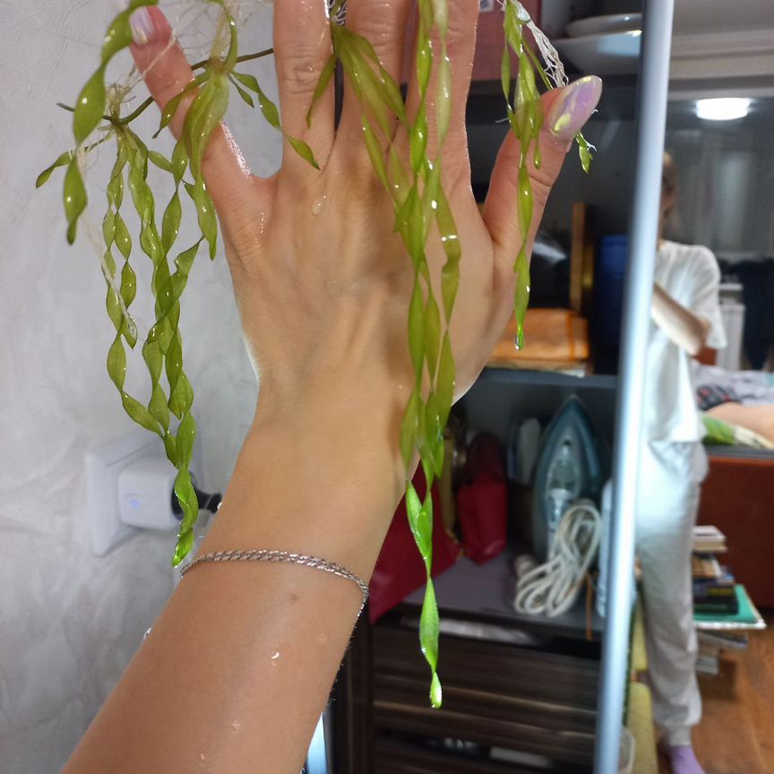 Валиснерия спиральная