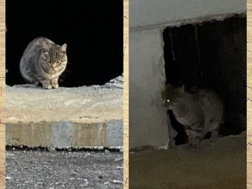 Котейка на улице