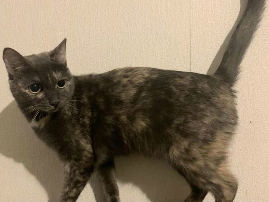 Котенок черепаховый окрас