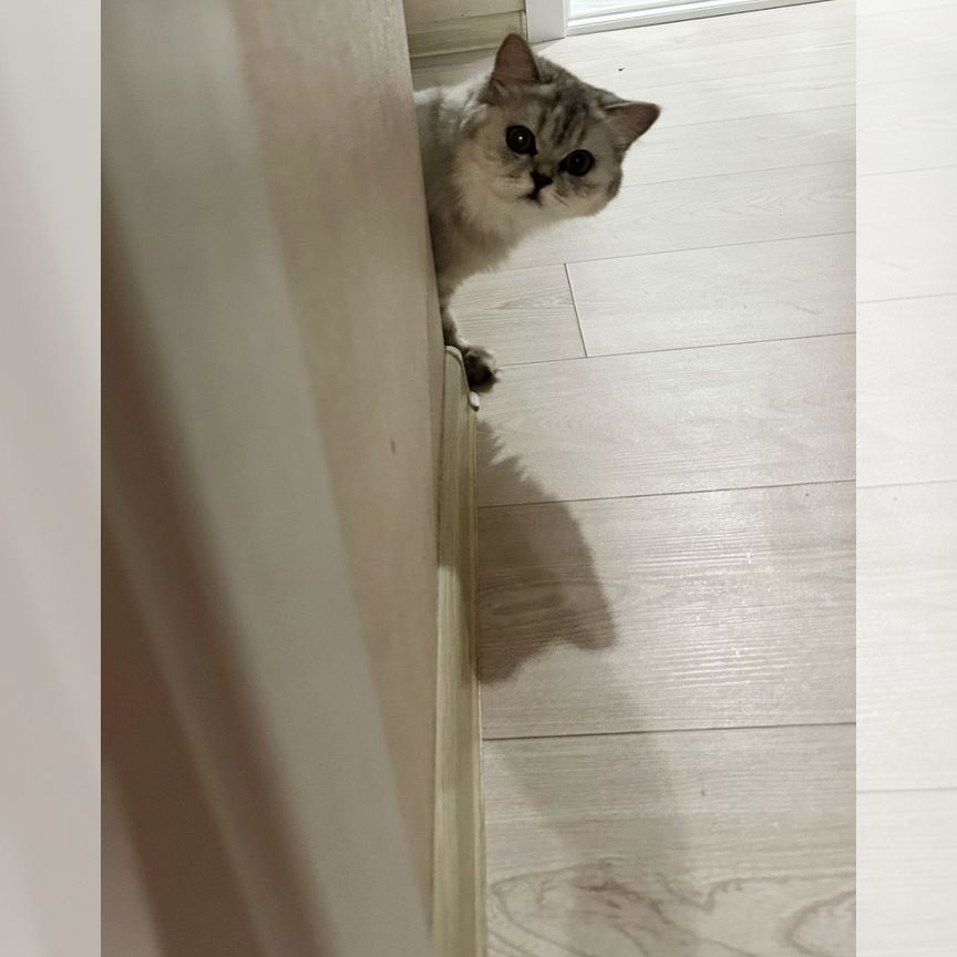 Отдаём кошку в добрые руки