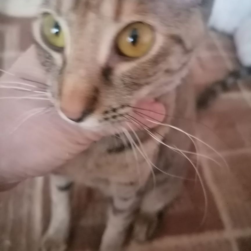 Котята сфинкс