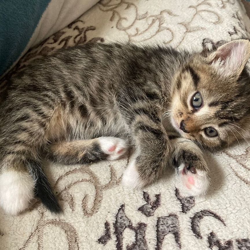 Котёнок в добрые руки