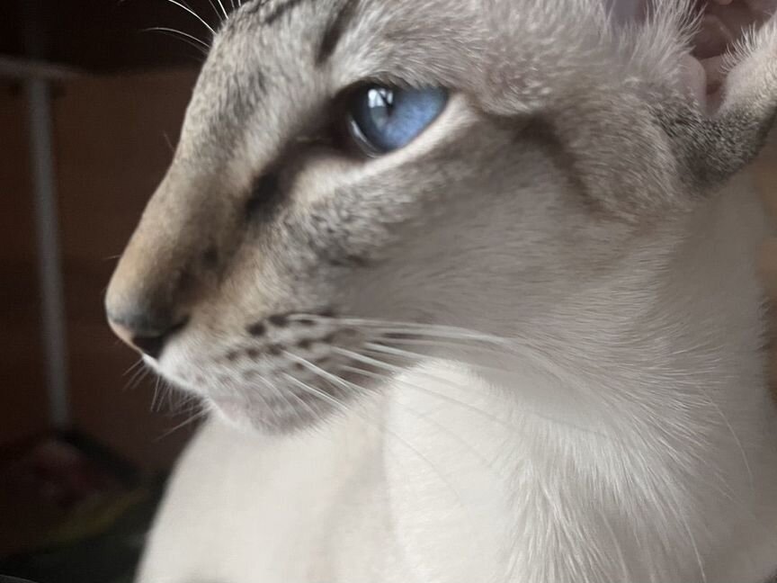 Ориентальная