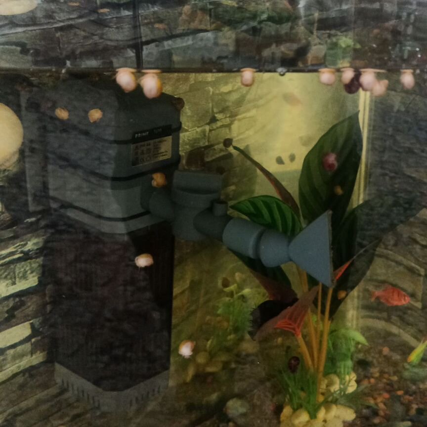 Ампулярии детки