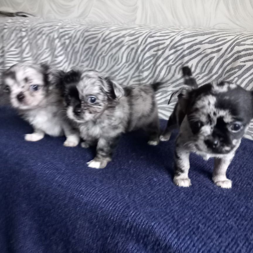 Щенки чихуахуа мраморные девочки