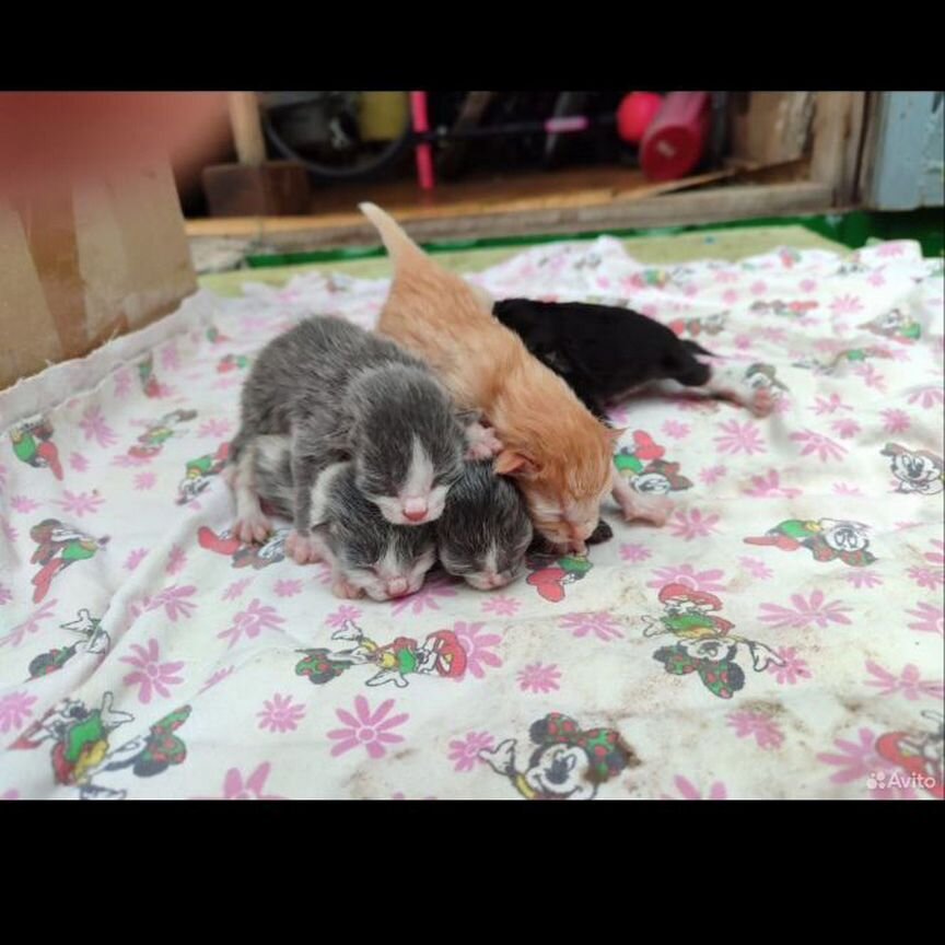 Котята в добрые руки бесплатно