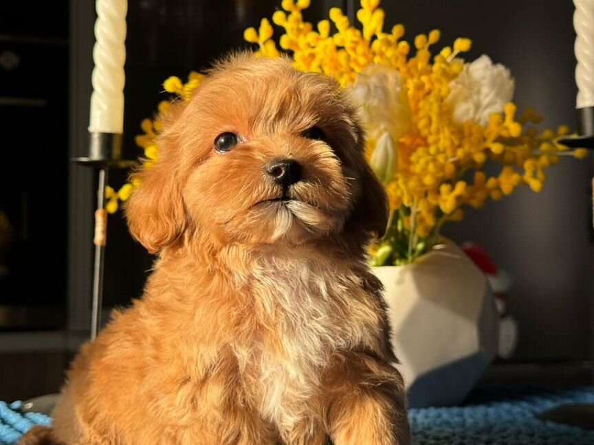 Мальтипу f1. Собака мальтипу