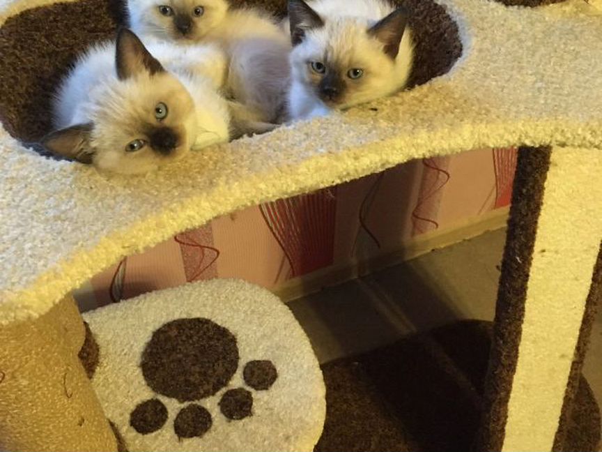 Тайские котята