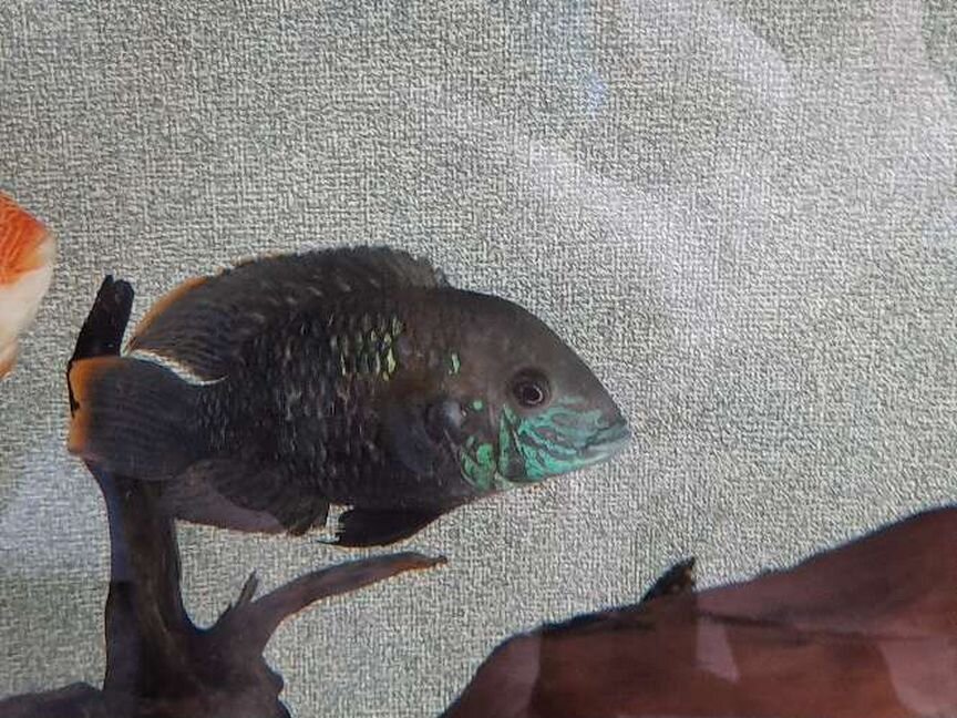 Акара бирюзовая