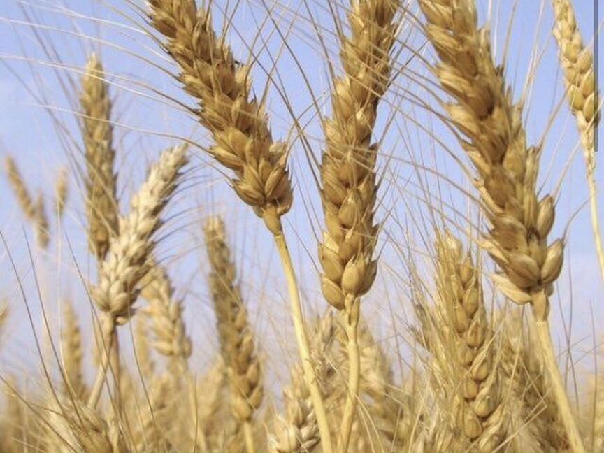 Зерно пшеница