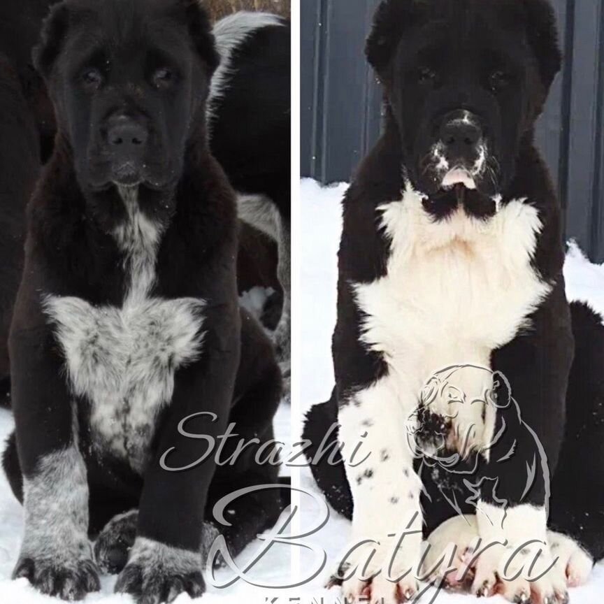 Среднеазиатская овчарка, щенок