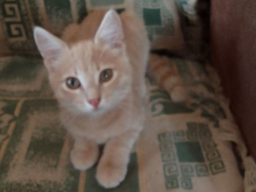 Отдам катенка