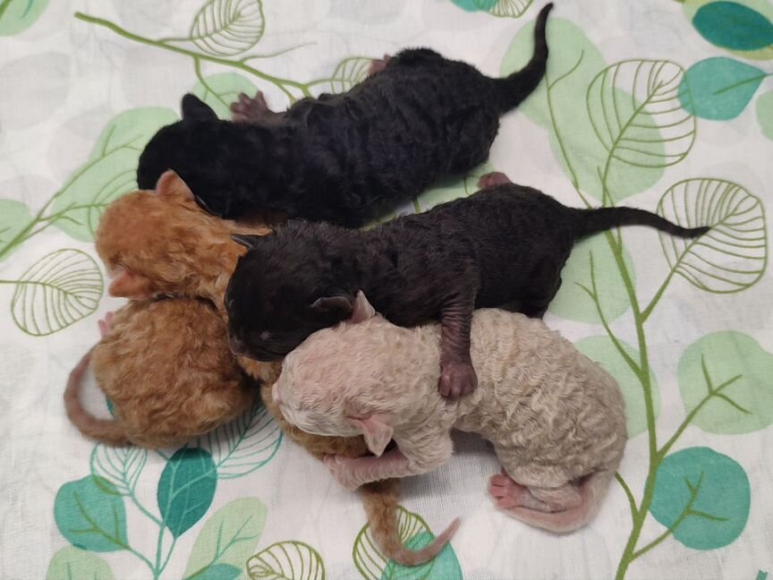 Котята корниш рекс