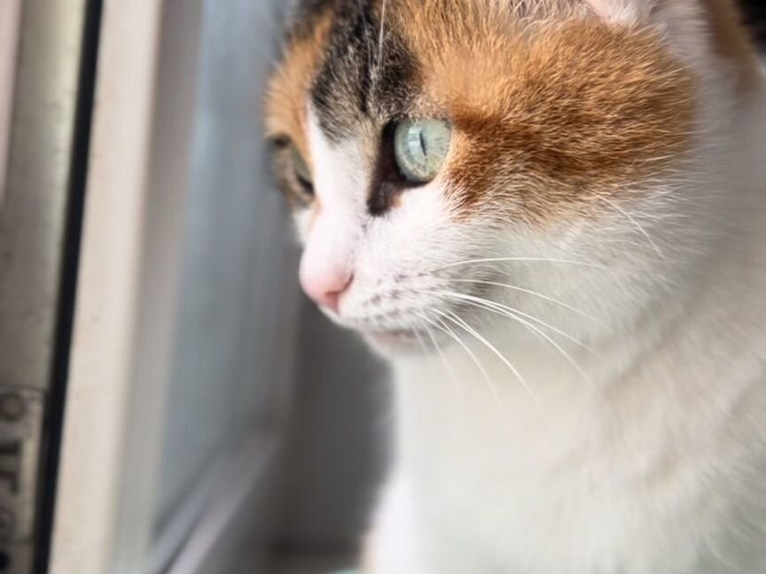 Трехцветная кошка (Приют Пушистики)