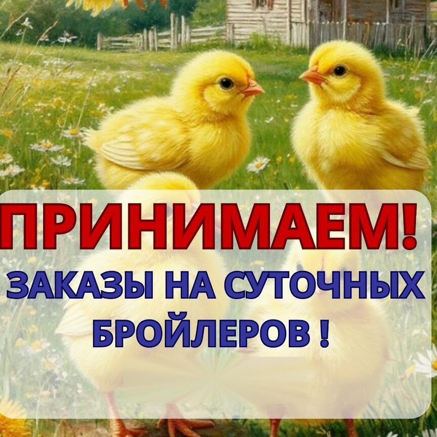 Суточные бройлеры