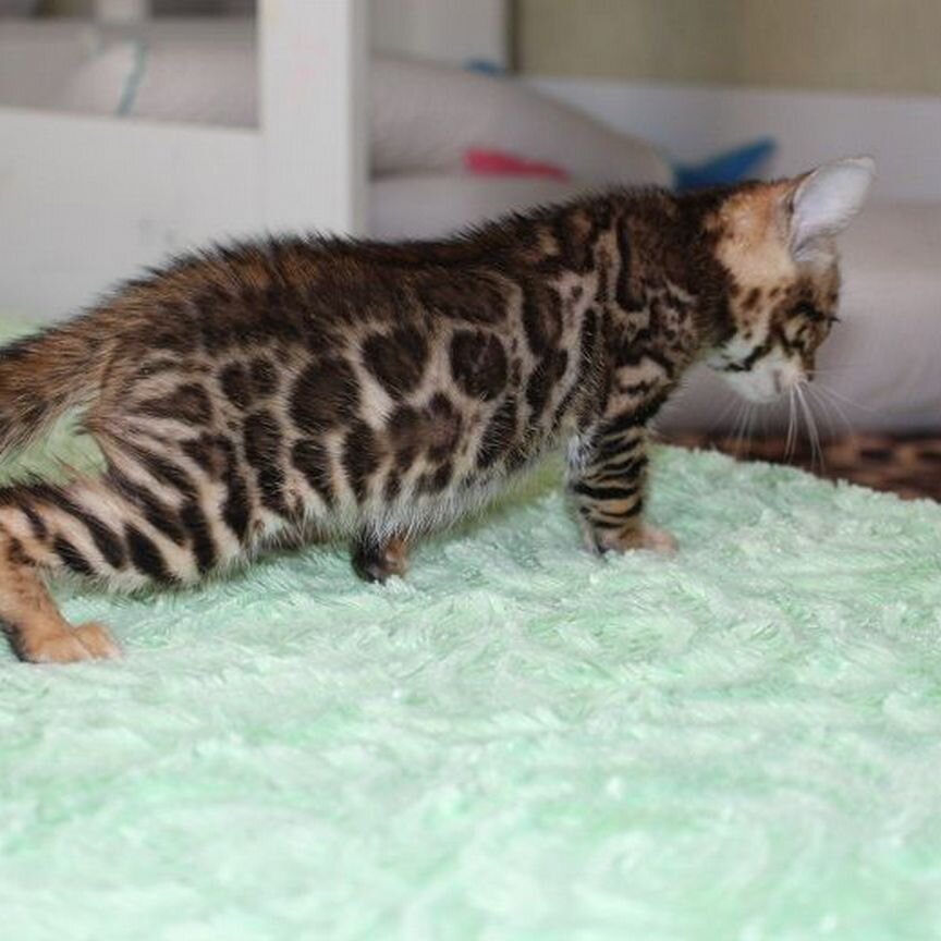 Бенгальские шикардосы