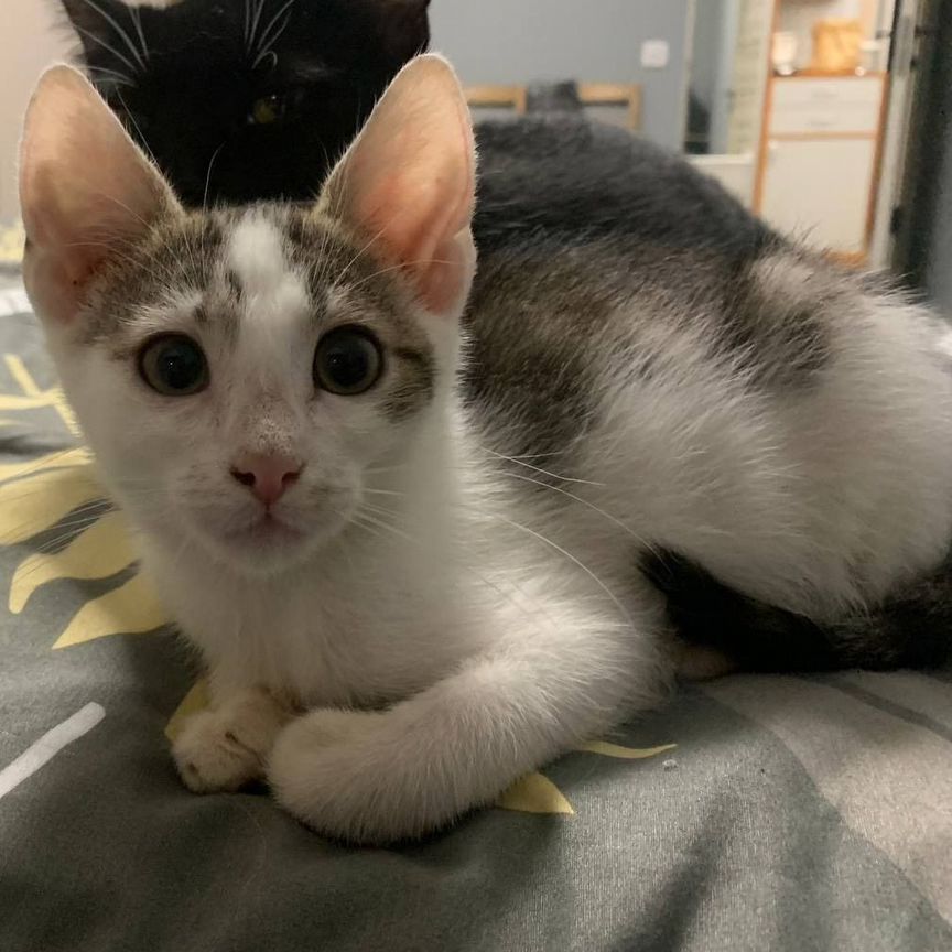 Котенок мальчик ищет дом